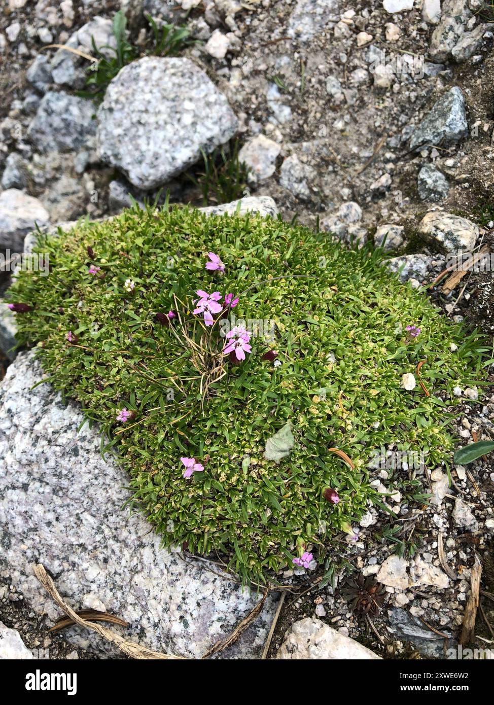 Moss Campion (Silene acaulis) Plantae Stock Photo - Alamy