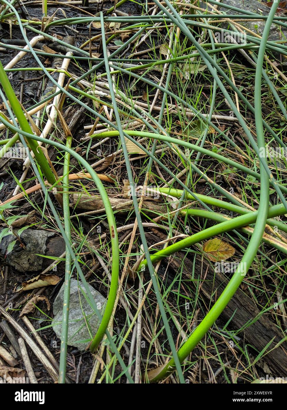 soft-stemmed bulrush (Schoenoplectus tabernaemontani) Plantae Stock ...