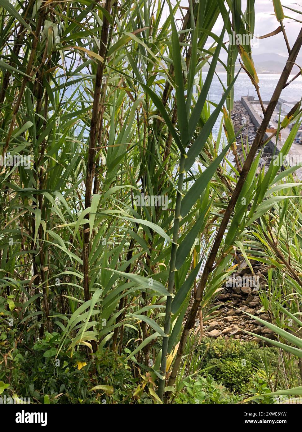common reed (Phragmites australis) Plantae Stock Photo - Alamy