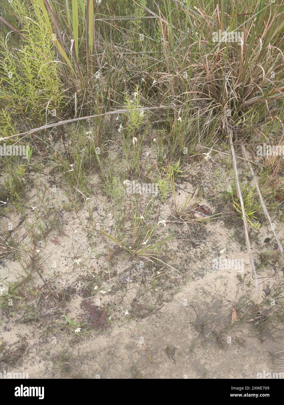 whitetop sedge (Rhynchospora colorata) Plantae Stock Photo - Alamy