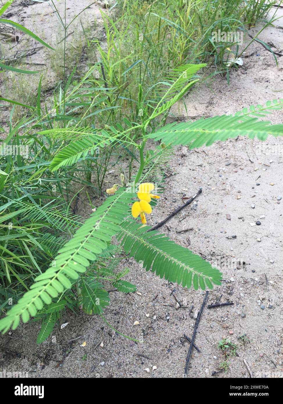 bigpod sesbania (Sesbania herbacea) Plantae Stock Photo - Alamy