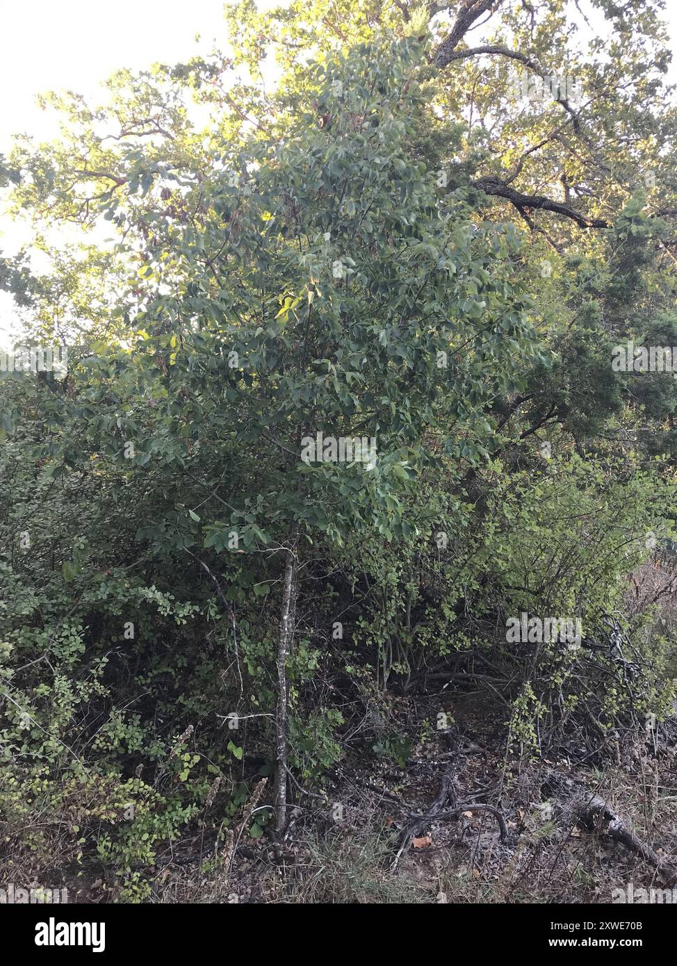 Texas ash (Fraxinus albicans) Plantae Stock Photo - Alamy