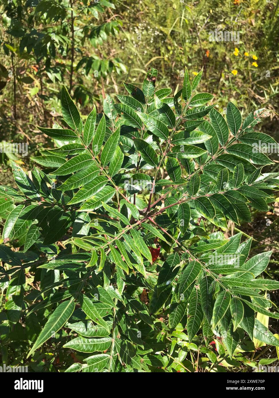 shining sumac (Rhus copallinum) Plantae Stock Photo - Alamy