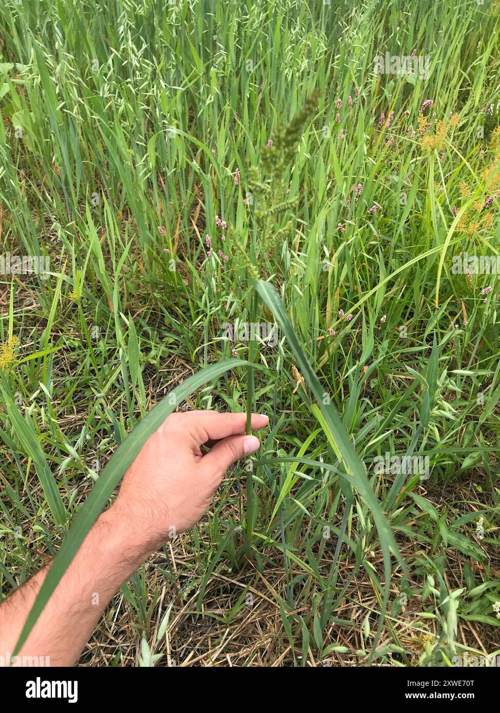 Barnyard Grasses (Echinochloa) Plantae Stock Photo - Alamy