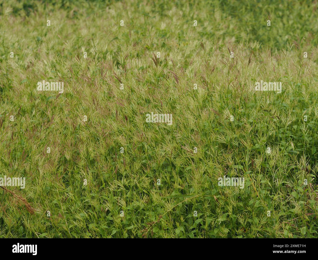 small carpetgrass (Arthraxon hispidus) Plantae Stock Photo - Alamy