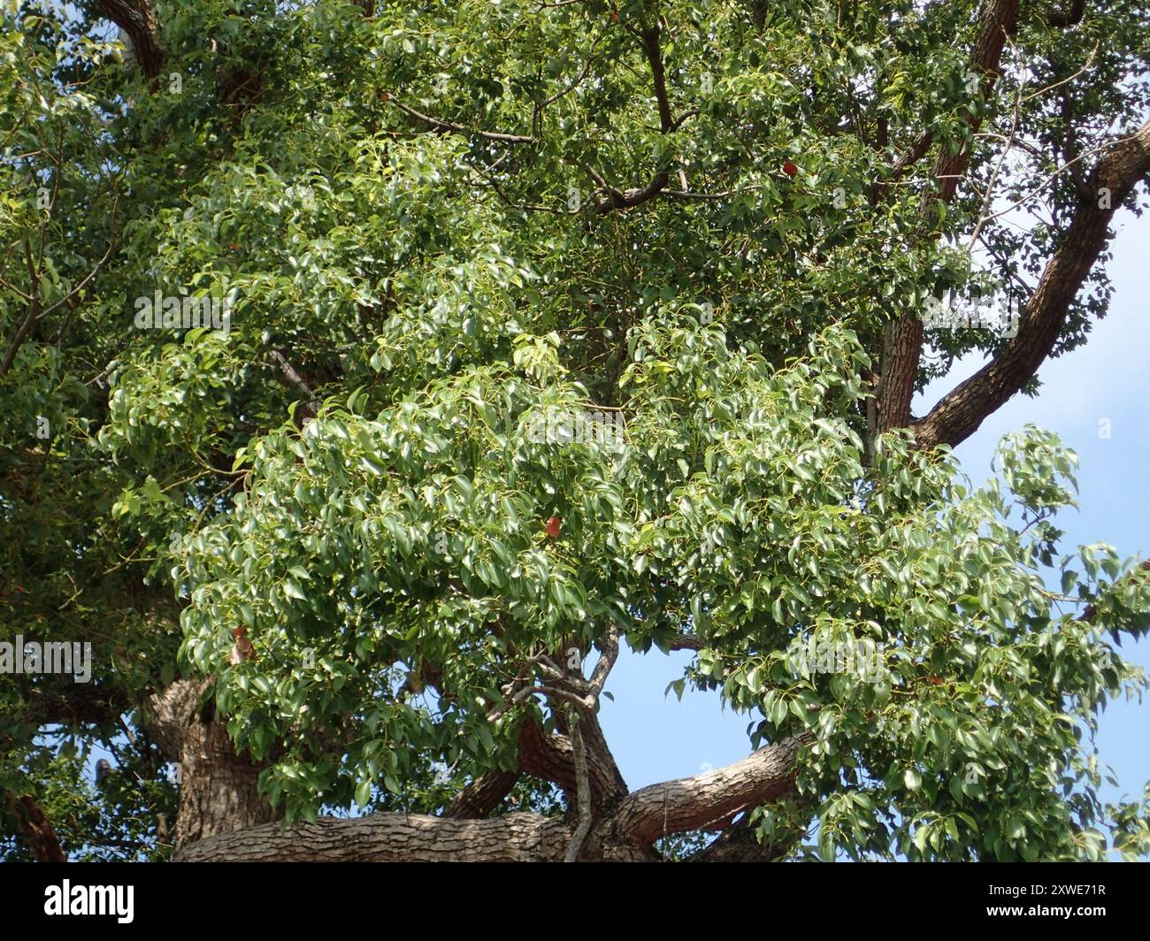 Camphor Tree (Cinnamomum camphora) Plantae Stock Photo - Alamy