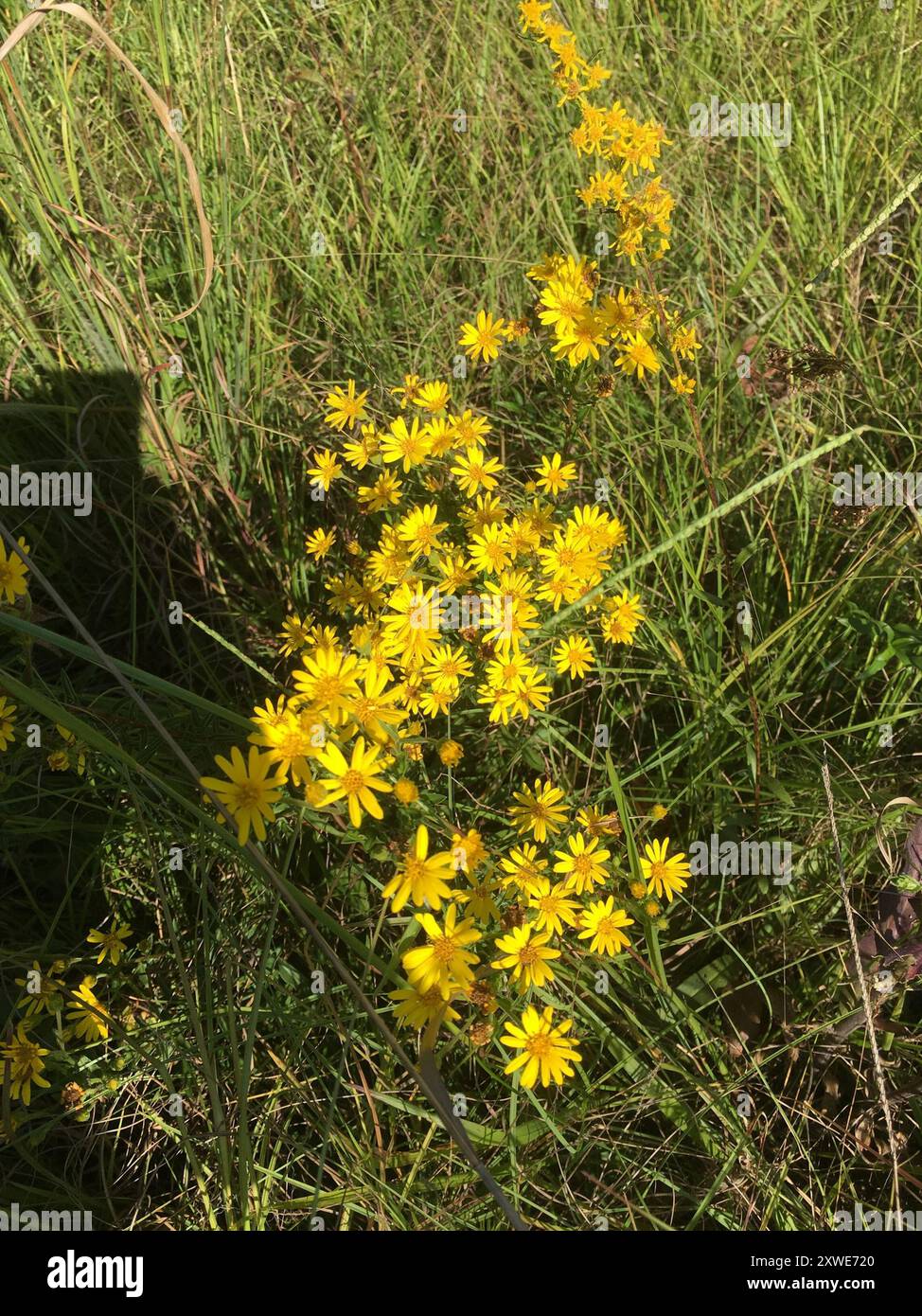 Maryland golden-aster (Chrysopsis mariana) Plantae Stock Photo - Alamy