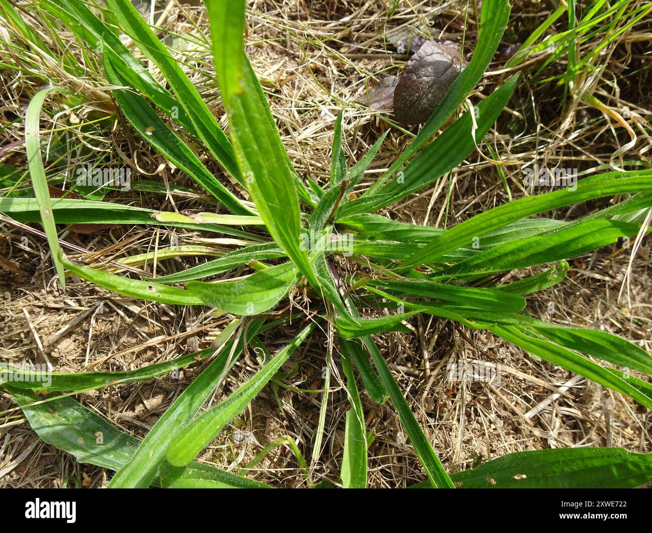ribwort plantain (Plantago lanceolata) Plantae Stock Photo - Alamy