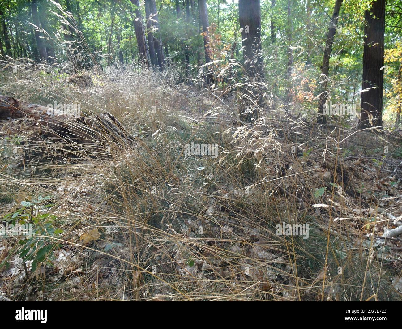 wavy hair-grass (Avenella flexuosa) Plantae Stock Photo - Alamy