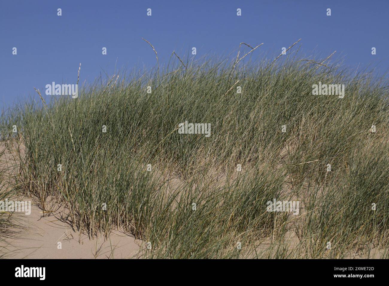 Sand Couch-grass (Elymus farctus) Plantae Stock Photo - Alamy