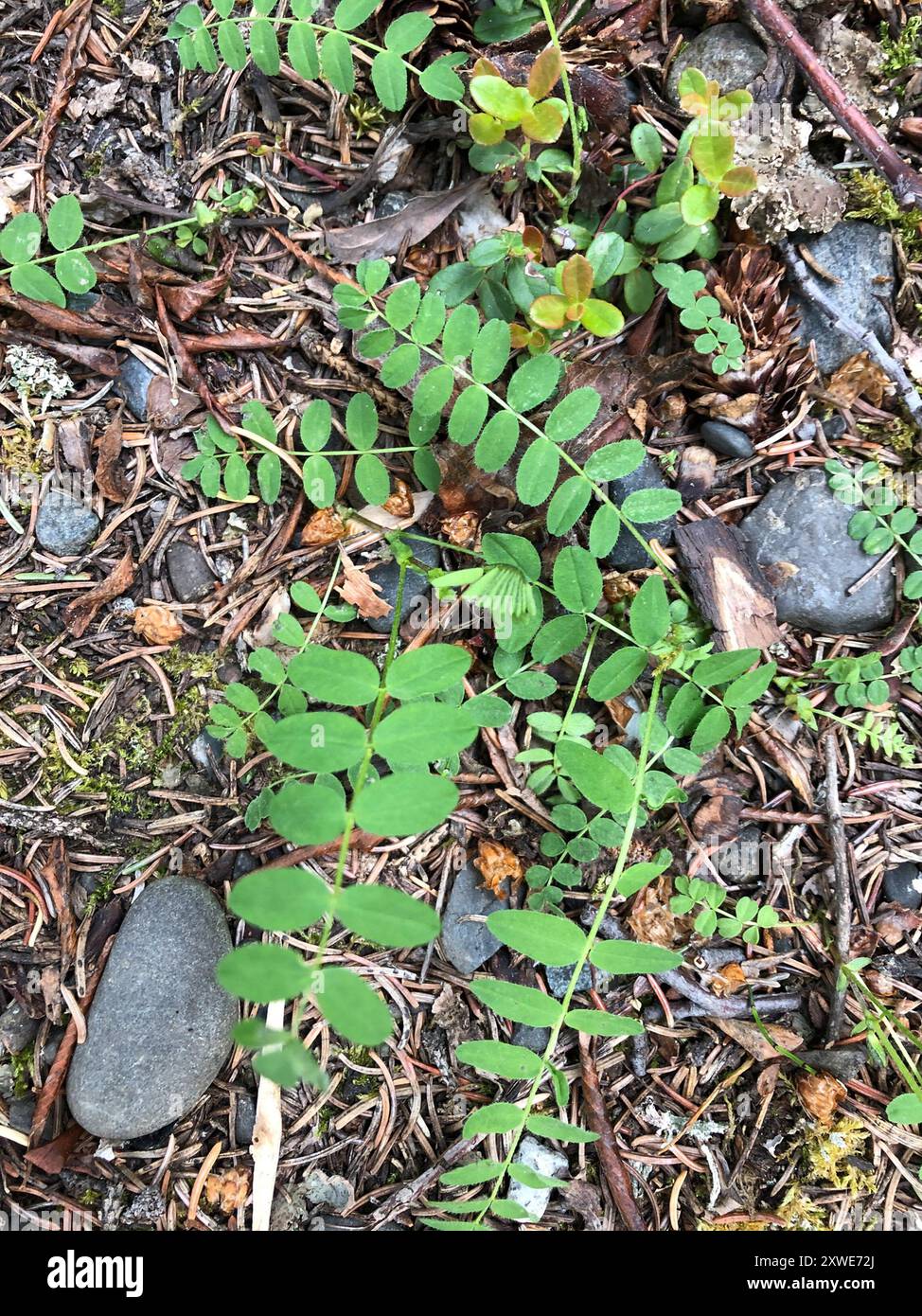 dicots (Magnoliopsida) Plantae Stock Photo - Alamy
