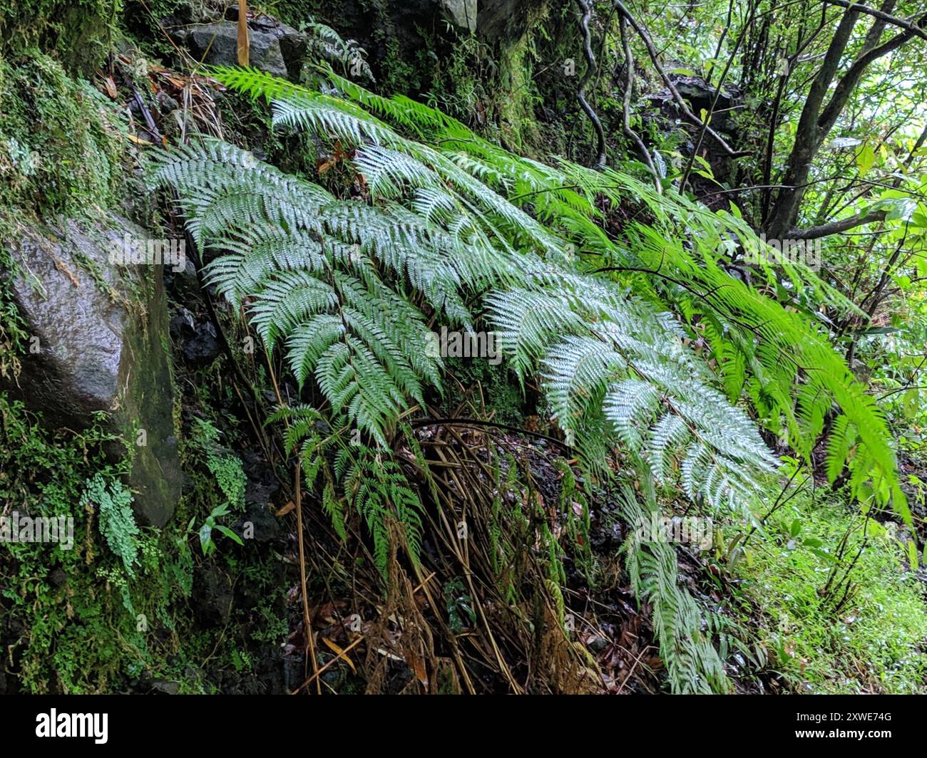 scaly tree ferns (Cyatheaceae) Plantae Stock Photo - Alamy