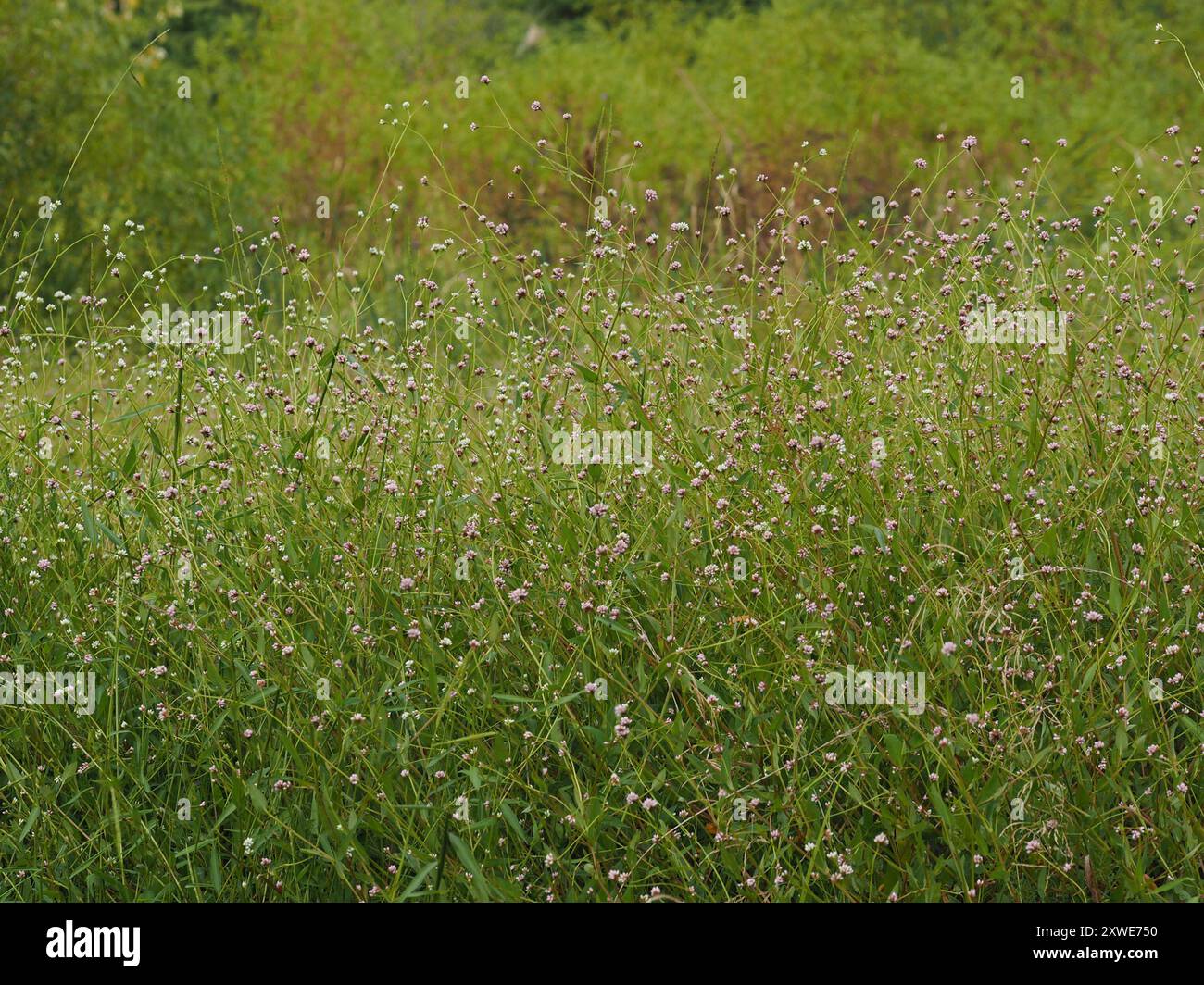arrow-leaved tearthumb (Persicaria sagittata) Plantae Stock Photo - Alamy