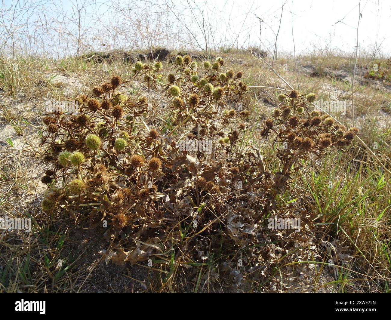 Field Eryngo (Eryngium campestre) Plantae Stock Photo - Alamy