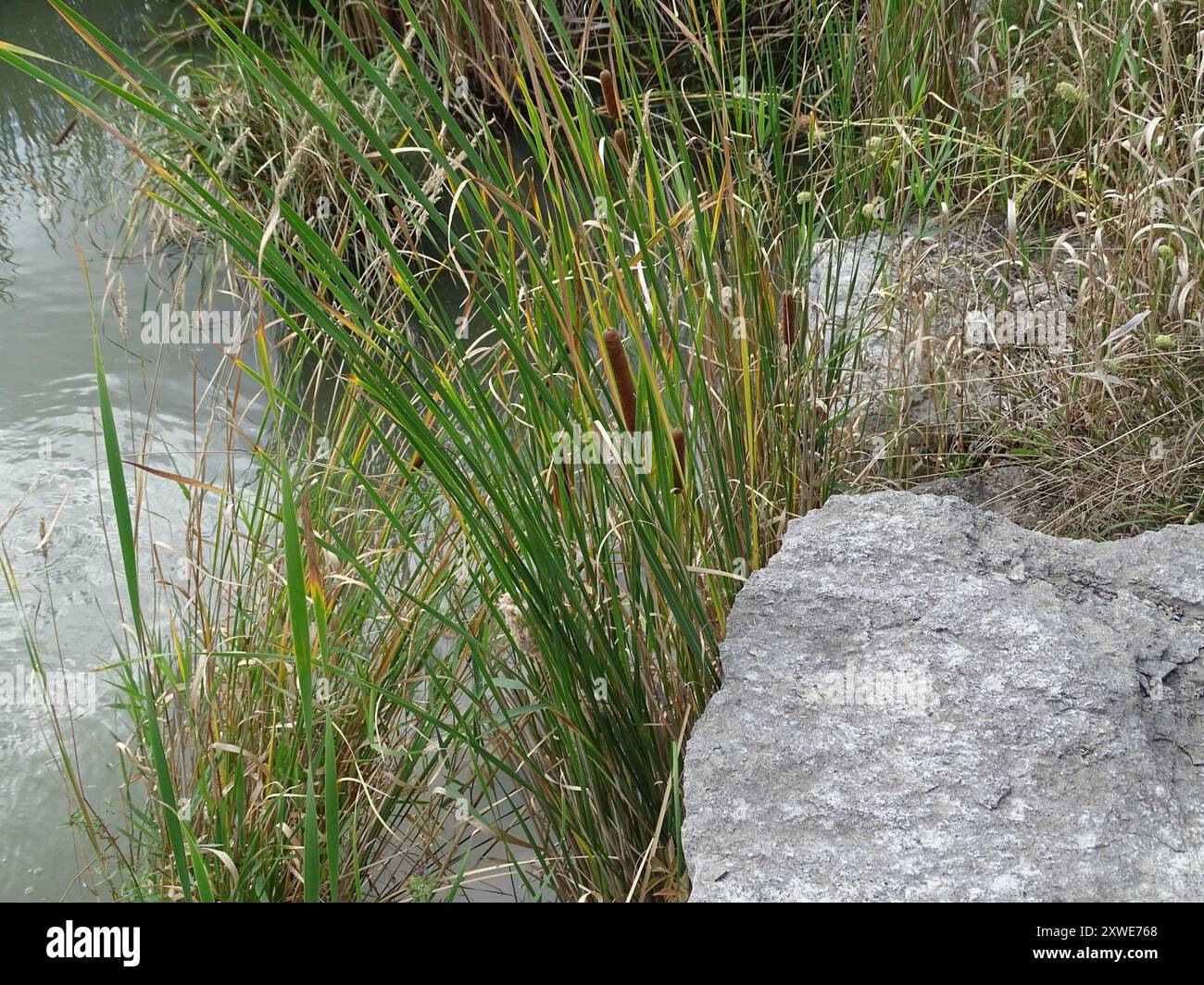 narrow-leaved cattail (Typha angustifolia) Plantae Stock Photo - Alamy