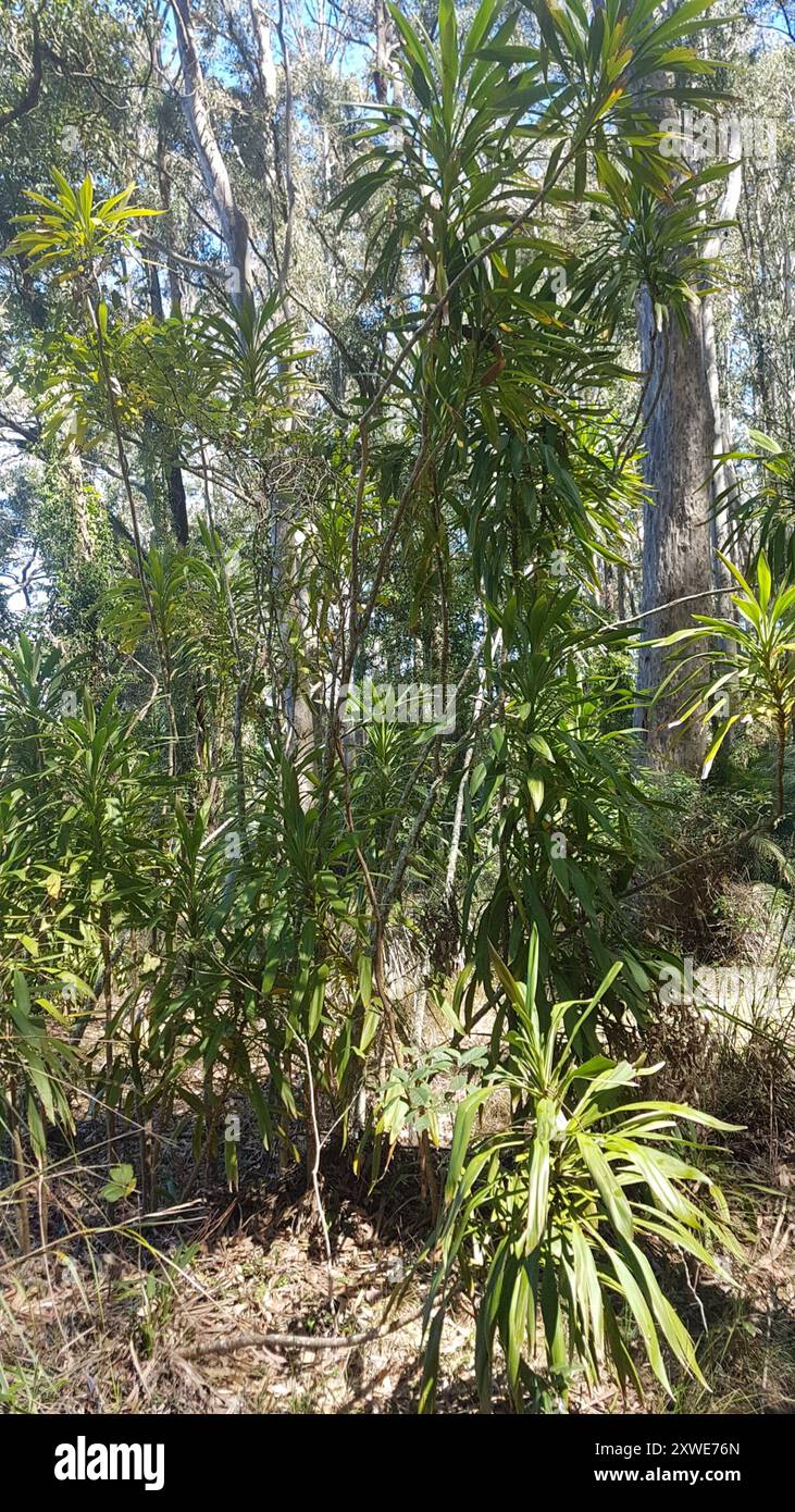 cabbage trees and allies (Cordyline) Plantae Stock Photo - Alamy