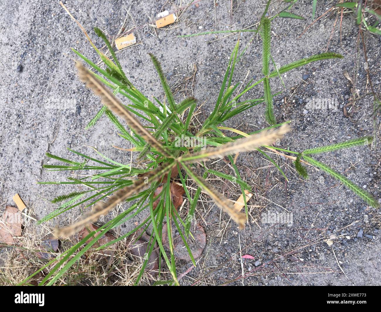 Goose Grass (Eleusine indica) Plantae Stock Photo - Alamy