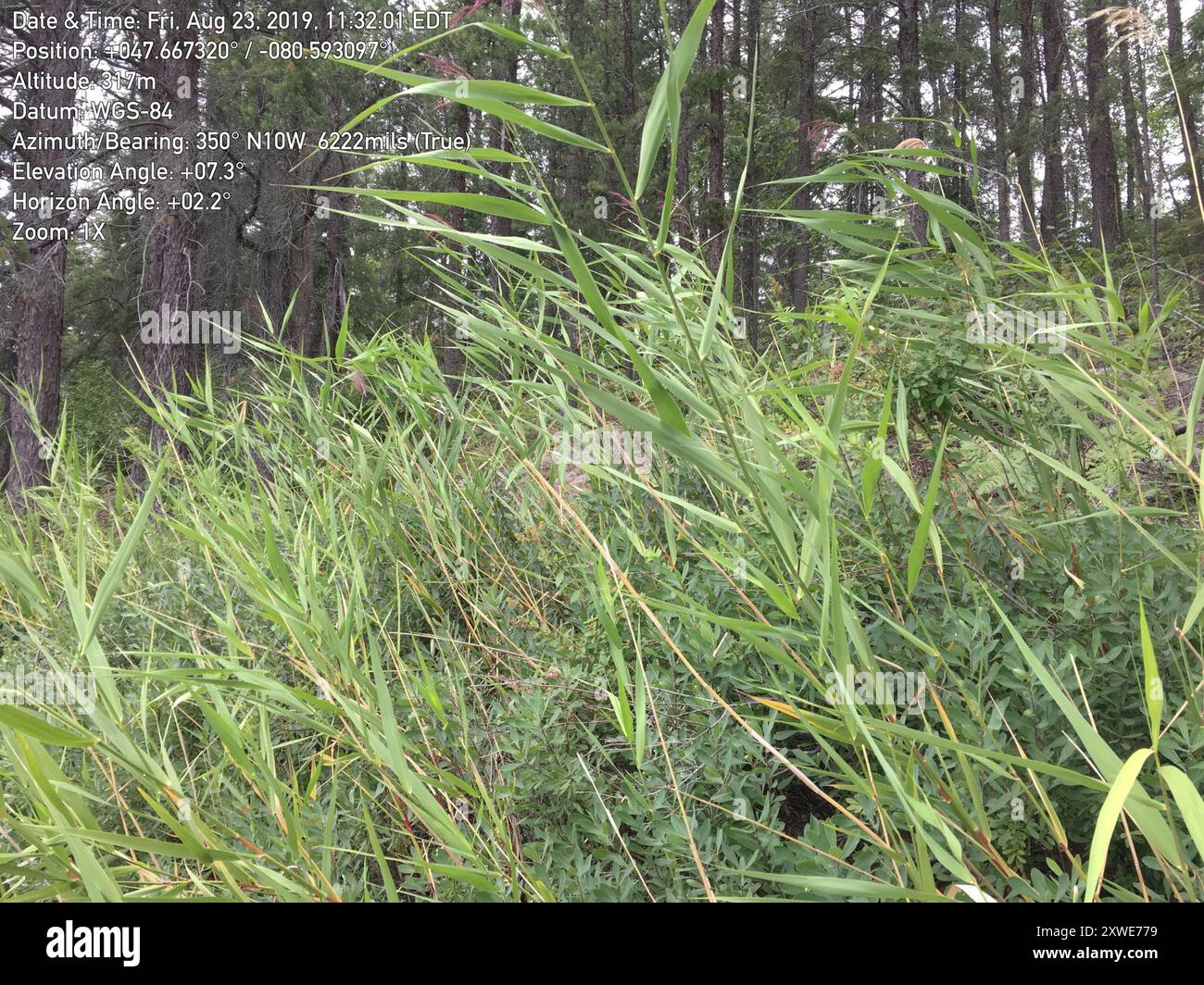 common reed (Phragmites australis) Plantae Stock Photo - Alamy