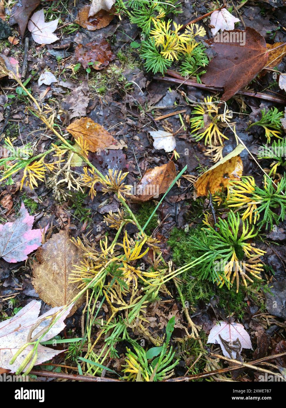 fan clubmoss (Diphasiastrum digitatum) Plantae Stock Photo - Alamy