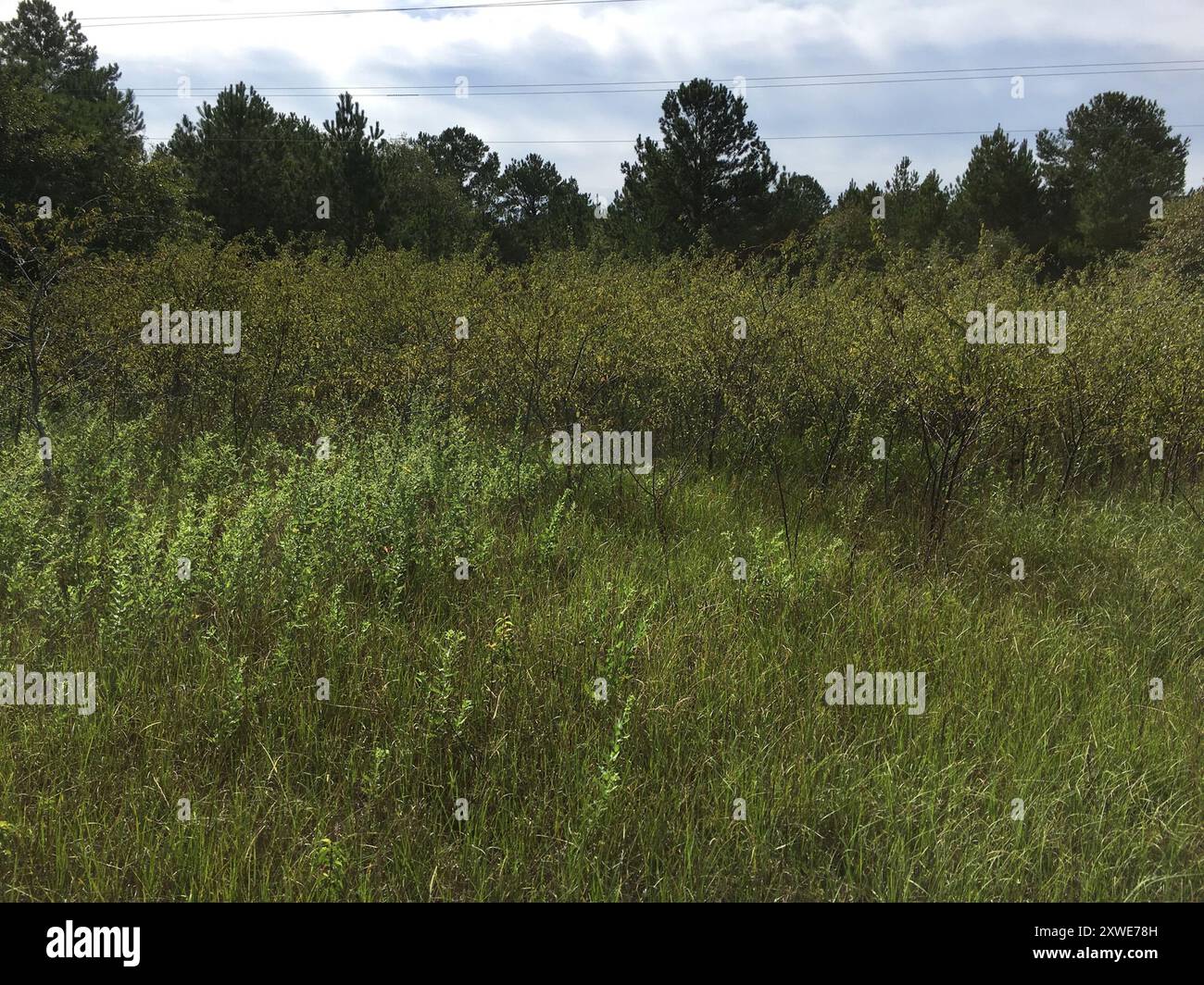 Chickasaw plum (Prunus angustifolia) Plantae Stock Photo - Alamy