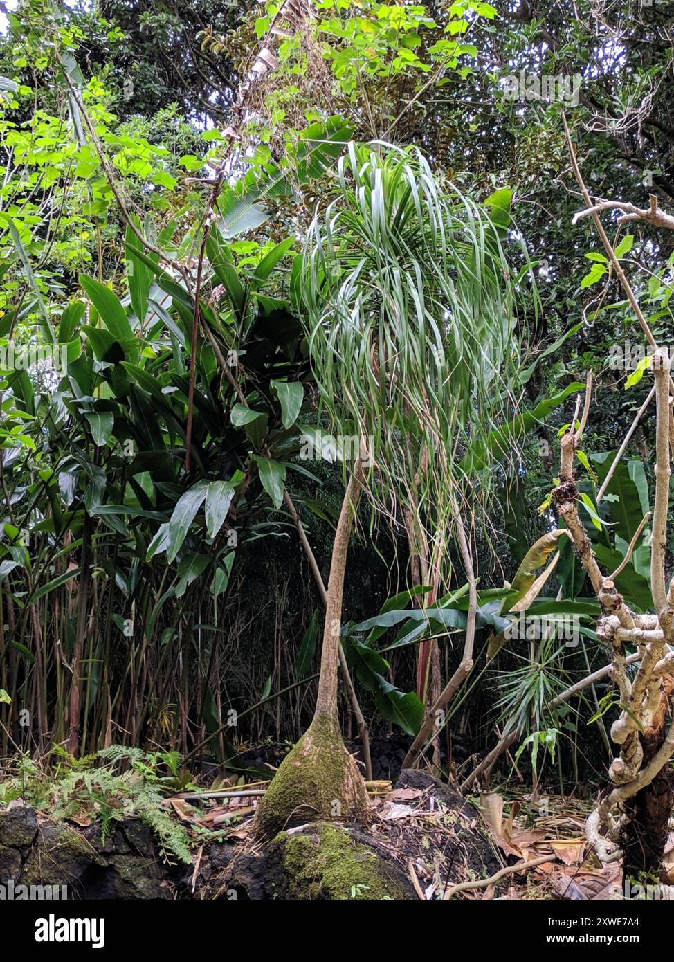 flowering plants (Angiospermae) Plantae Stock Photo - Alamy