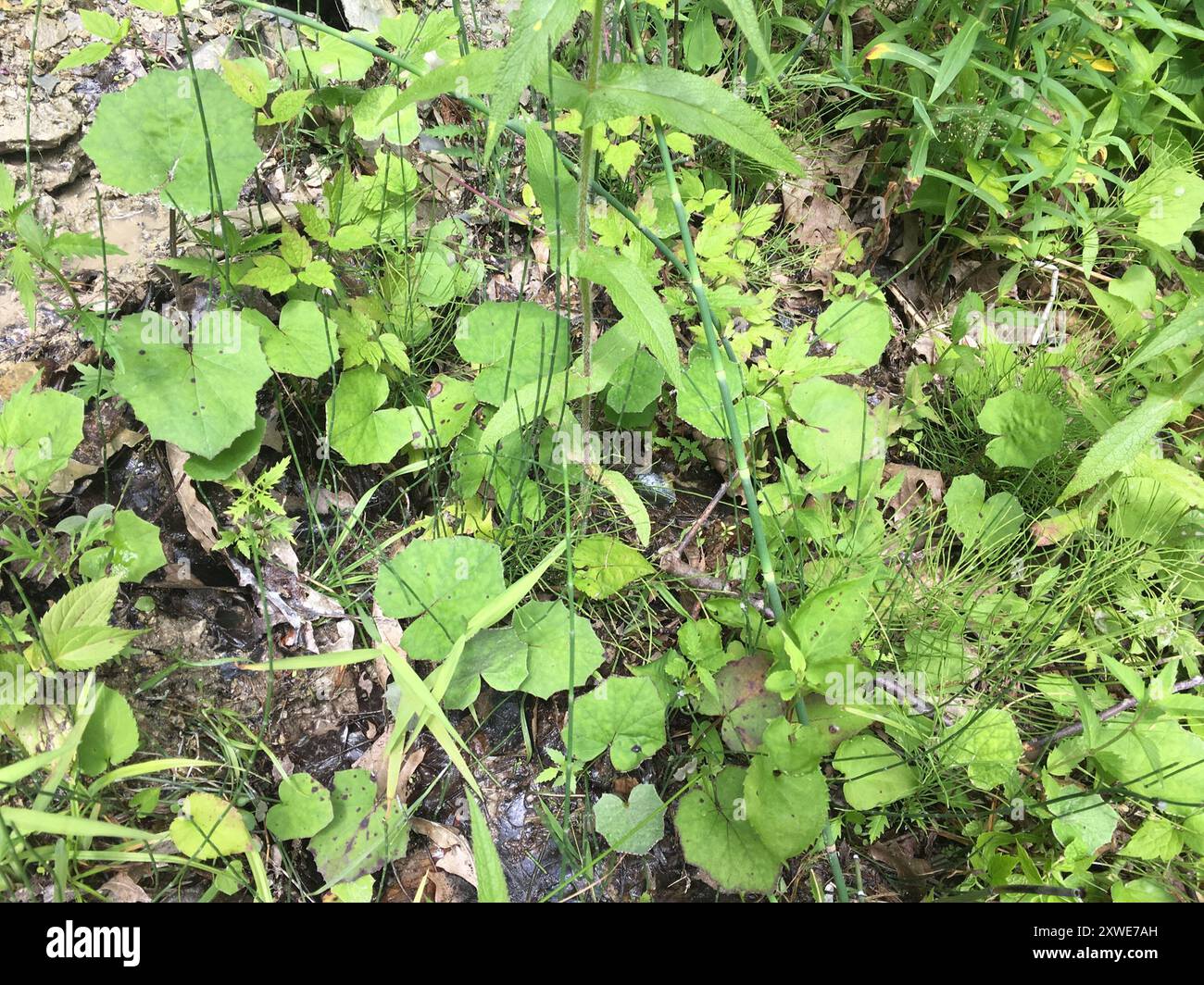 rough horsetail (Equisetum hyemale) Plantae Stock Photo - Alamy