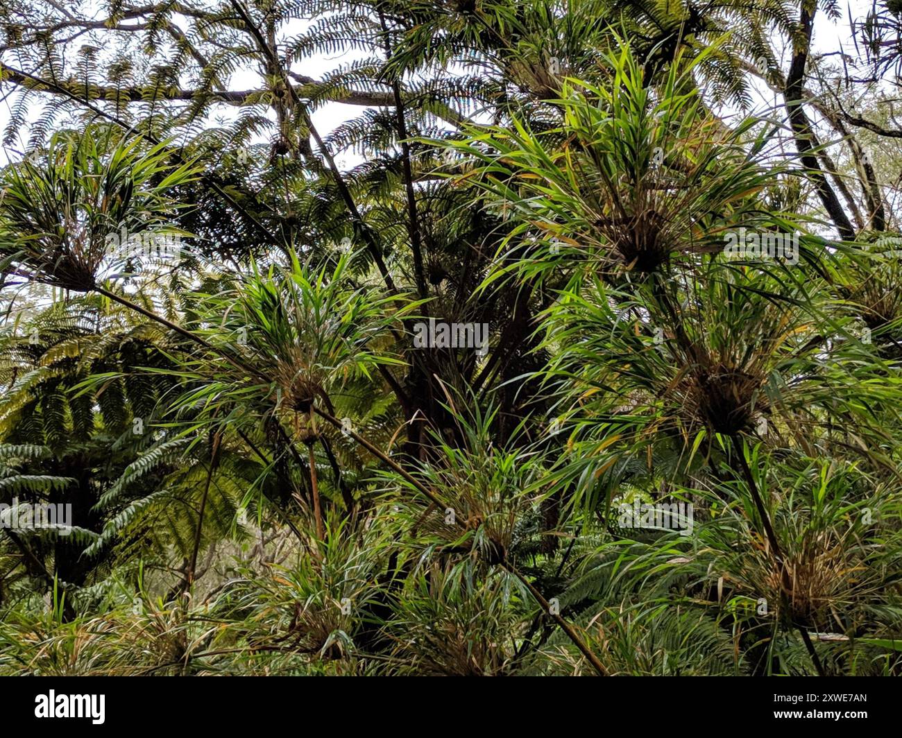 Borbonicus hi-res stock photography and images - Alamy
