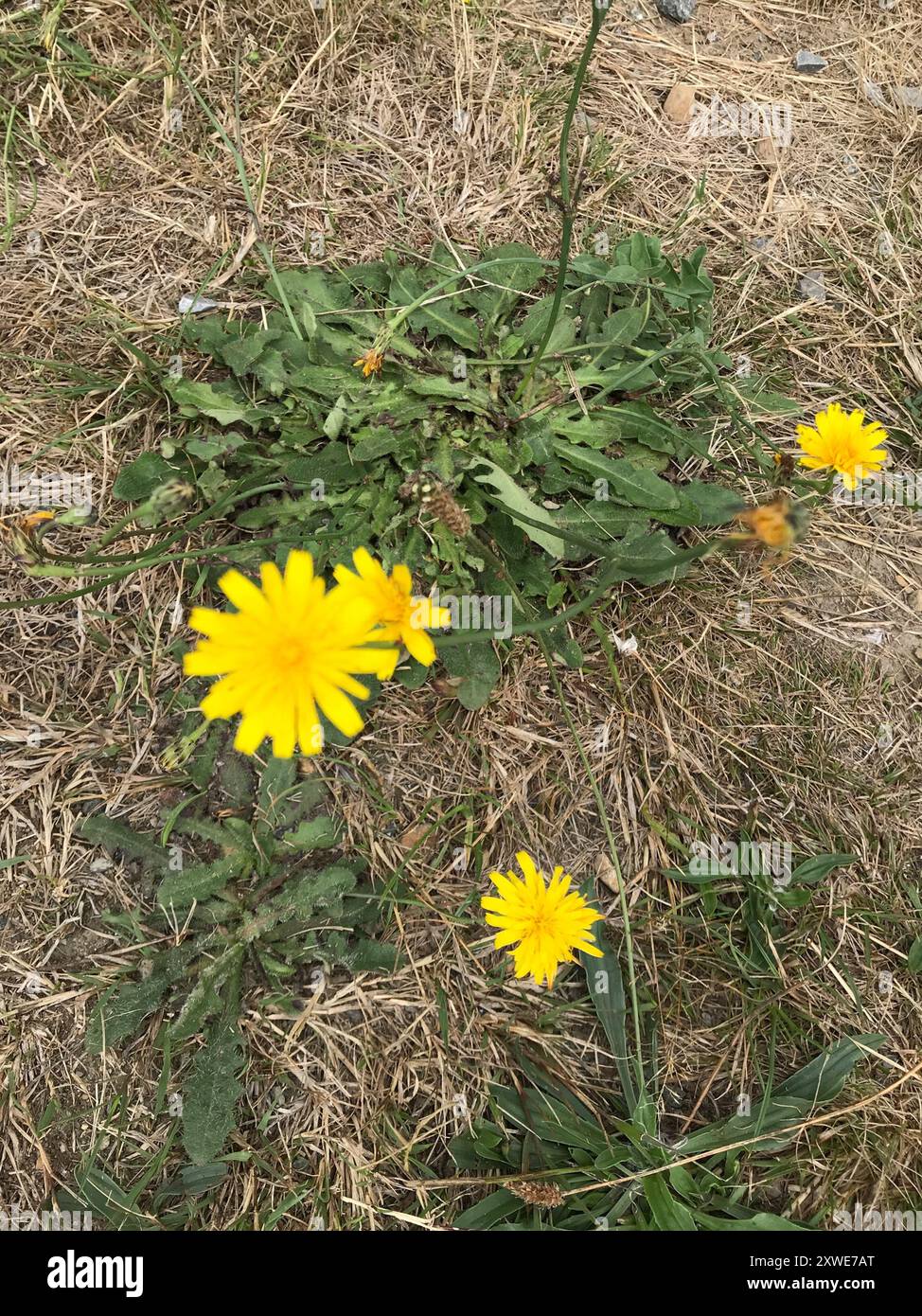 Common Cat's-ear (Hypochaeris radicata) Plantae Stock Photo - Alamy