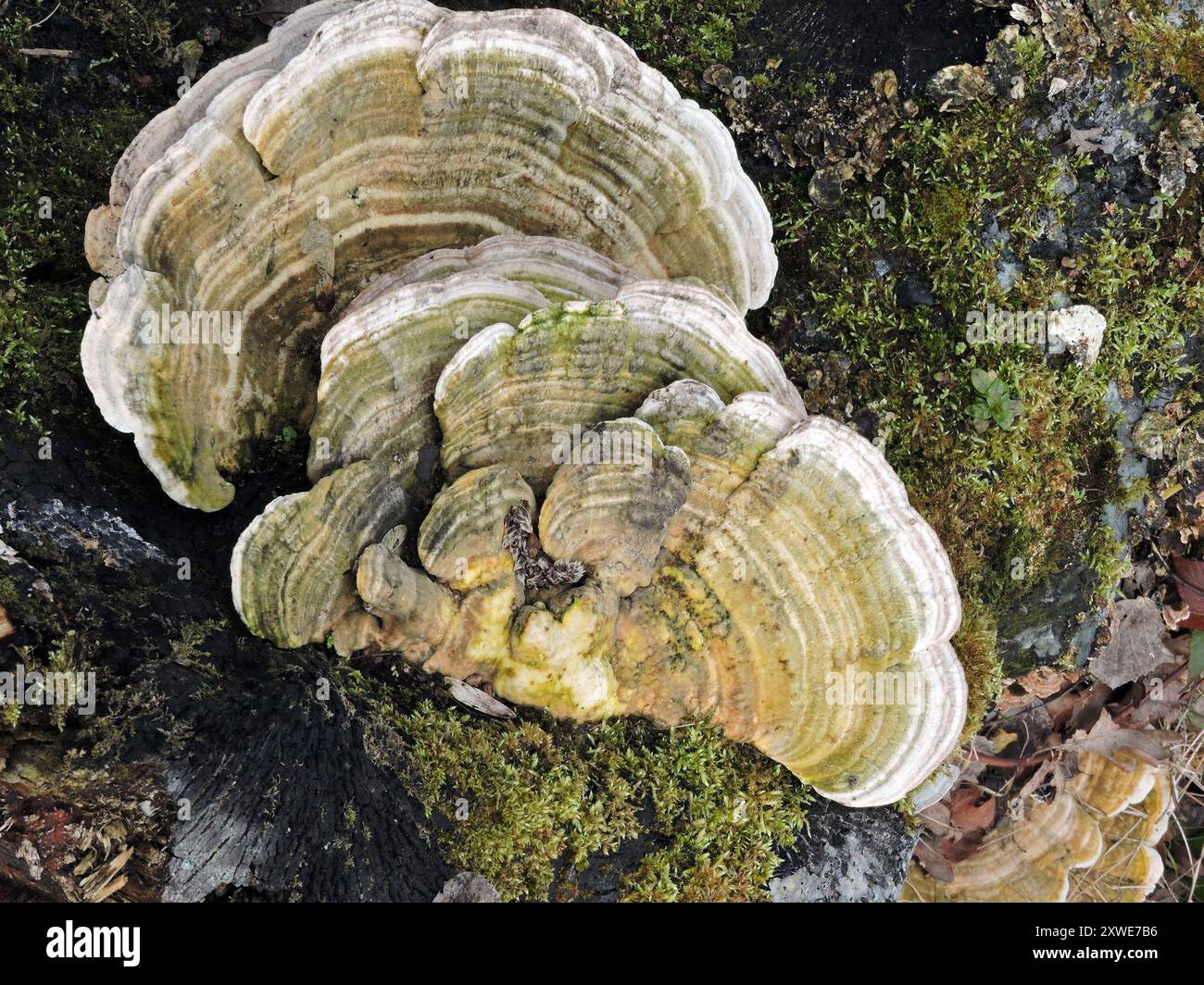 Lumpy Bracket (Trametes gibbosa) Fungi Stock Photo - Alamy