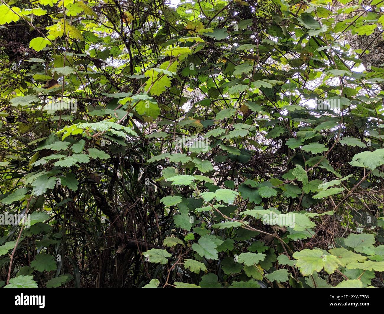 Giant bramble (Rubus alceifolius) Plantae Stock Photo - Alamy