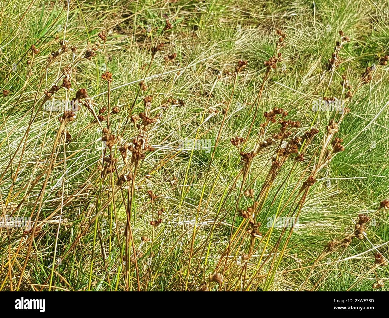 Heath rush juncus squarrosus hi-res stock photography and images - Alamy