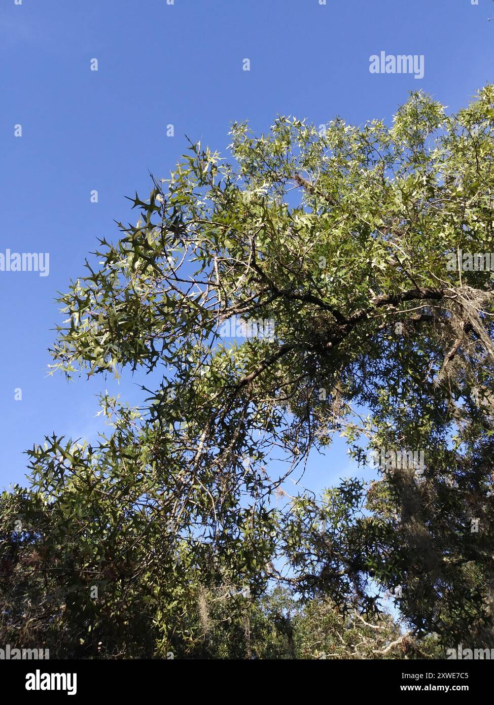 American turkey oak (Quercus laevis) Plantae Stock Photo - Alamy