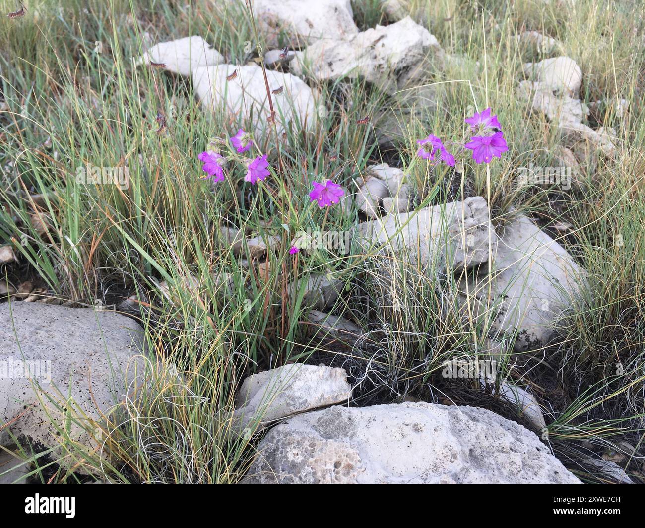 Narrowleaf Four o'Clock (Mirabilis linearis) Plantae Stock Photo - Alamy
