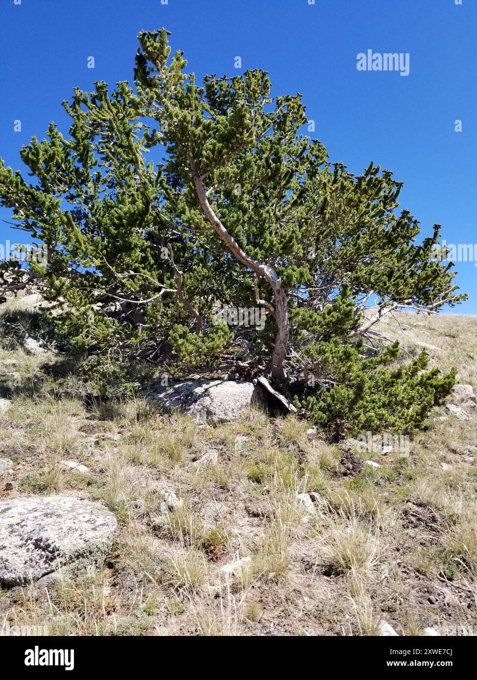 Rocky Mountain bristlecone pine (Pinus aristata) Plantae Stock Photo ...