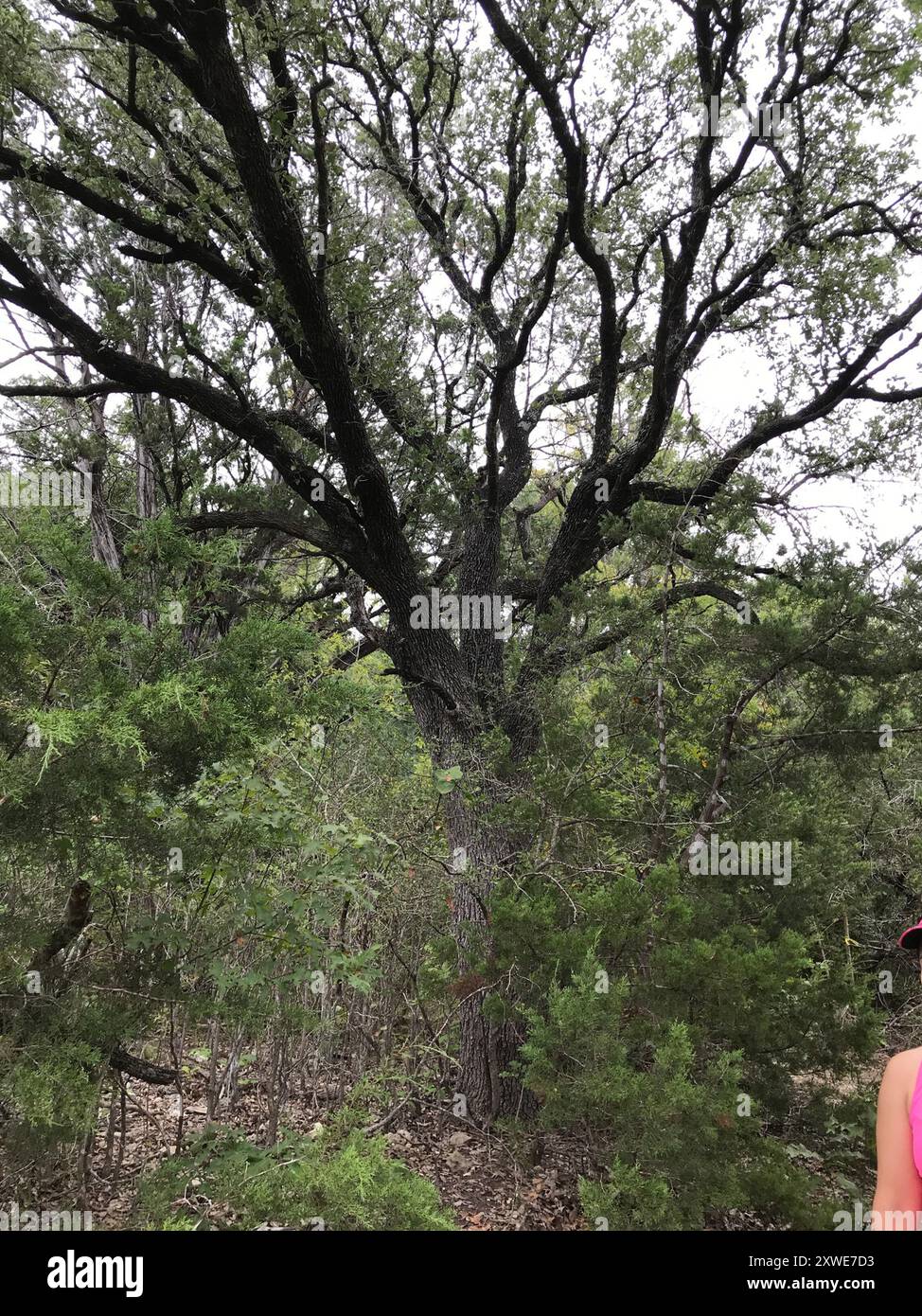 Texas live oak (Quercus fusiformis) Plantae Stock Photo - Alamy