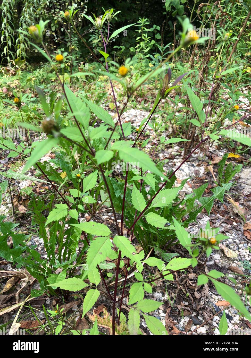 Devil's Beggarticks (Bidens frondosa) Plantae Stock Photo - Alamy