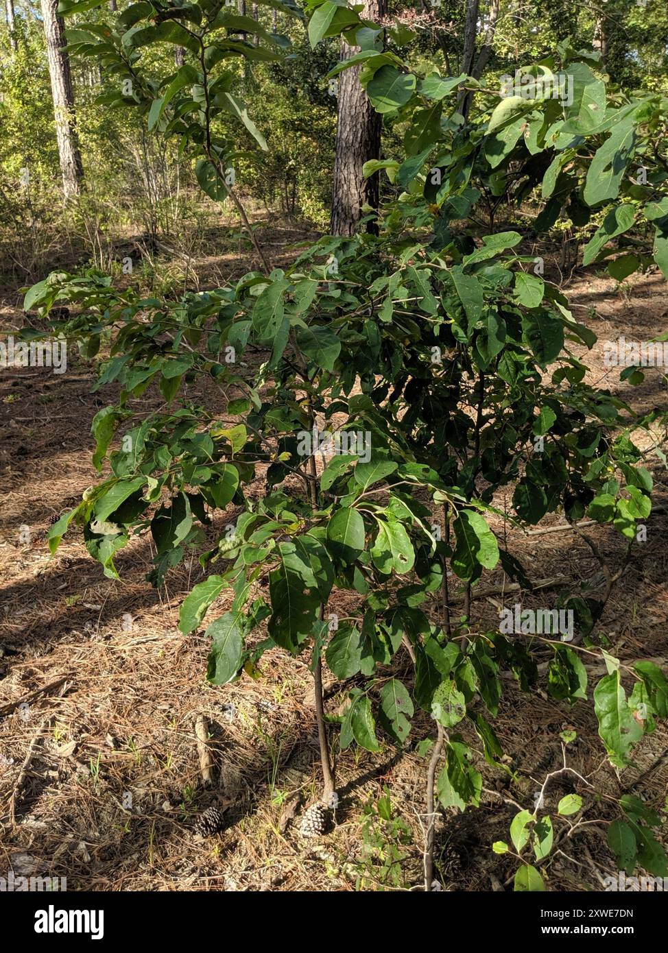 American persimmon (Diospyros virginiana) Plantae Stock Photo - Alamy