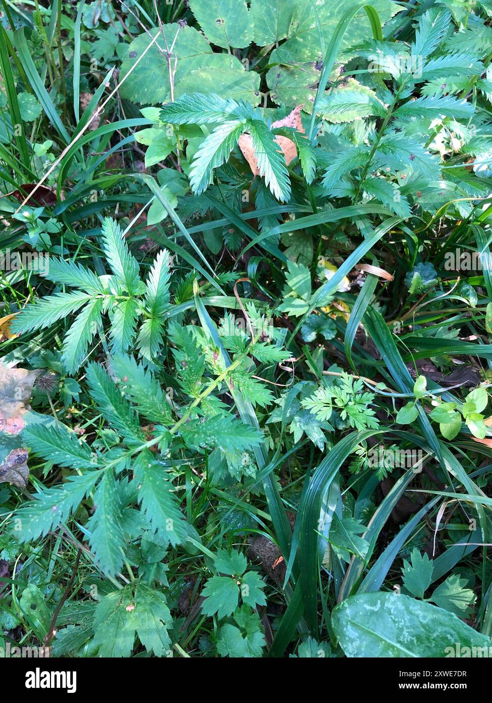common silverweed (Argentina anserina) Plantae Stock Photo - Alamy