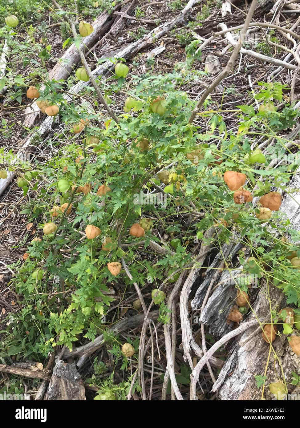 Lesser Balloon Vine (Cardiospermum halicacabum) Plantae Stock Photo - Alamy