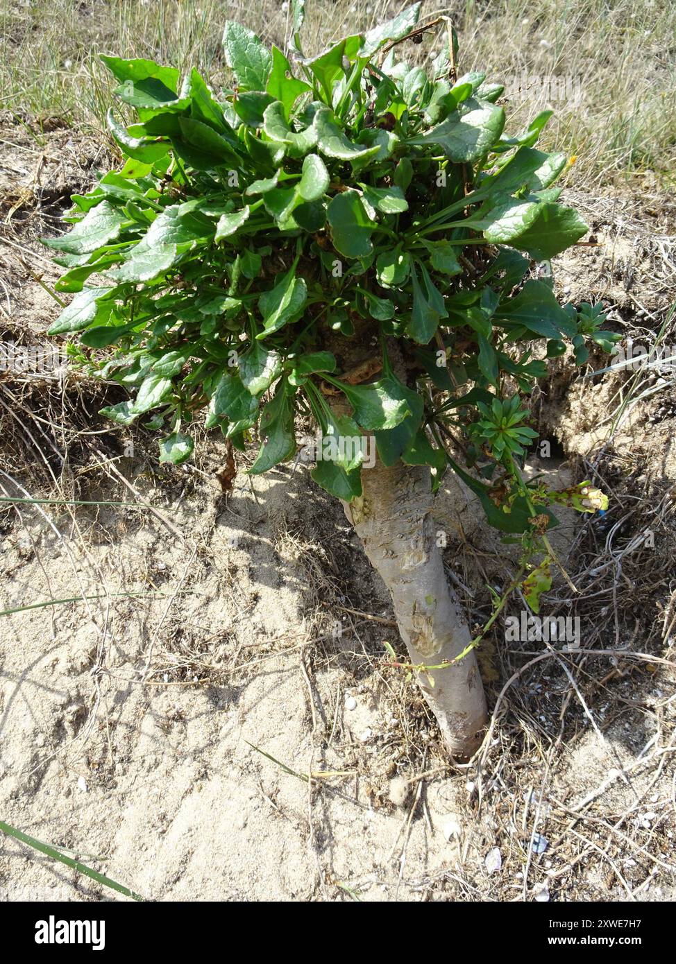 sea beet (Beta vulgaris maritima) Plantae Stock Photo - Alamy