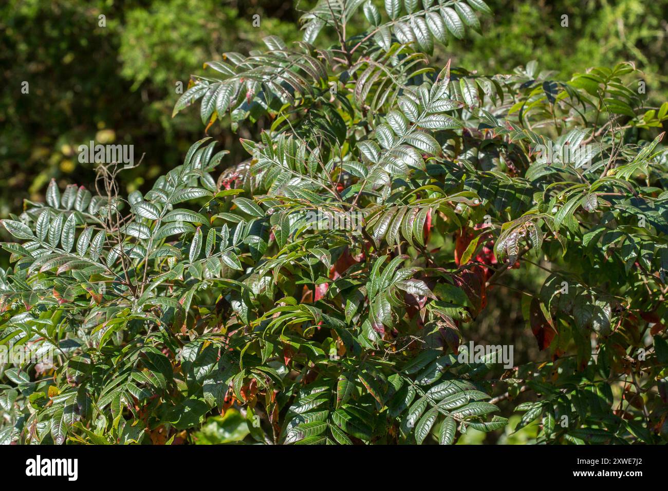 shining sumac (Rhus copallinum) Plantae Stock Photo - Alamy