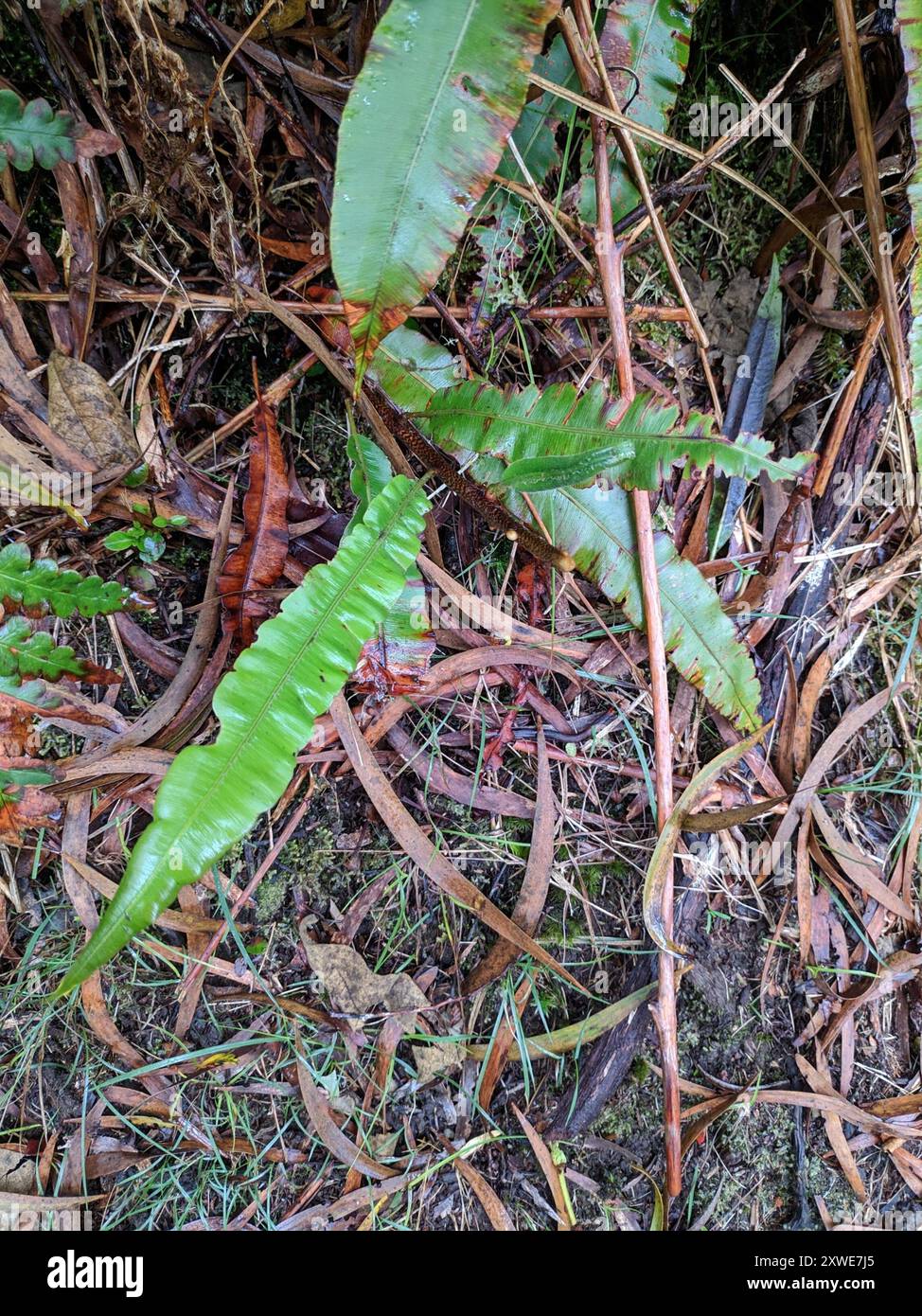 ferns (Polypodiopsida) Plantae Stock Photo - Alamy