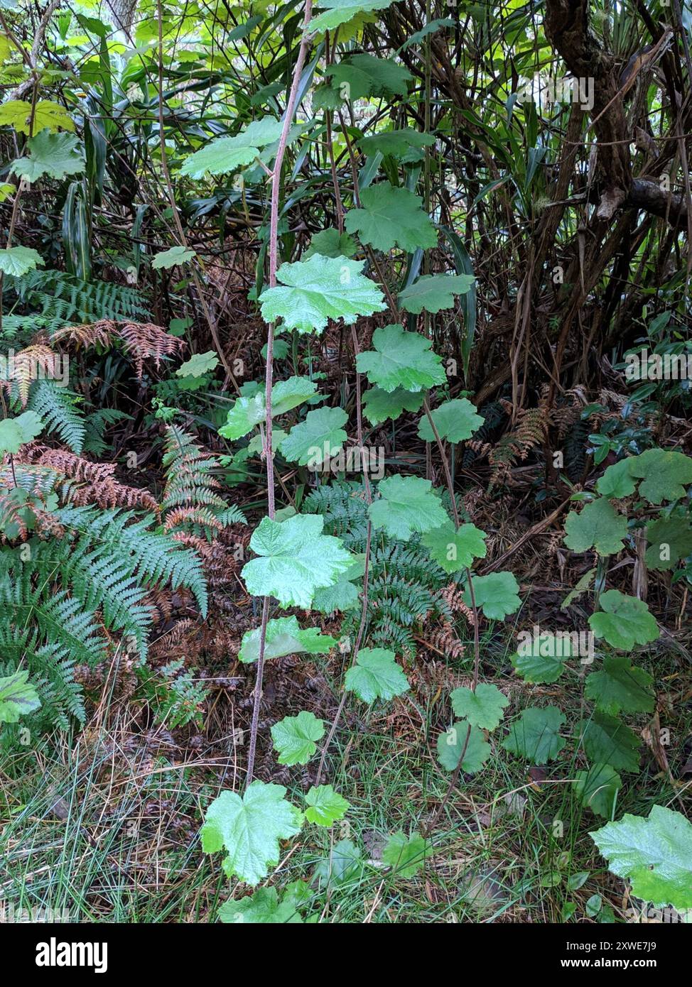 Giant bramble (Rubus alceifolius) Plantae Stock Photo - Alamy