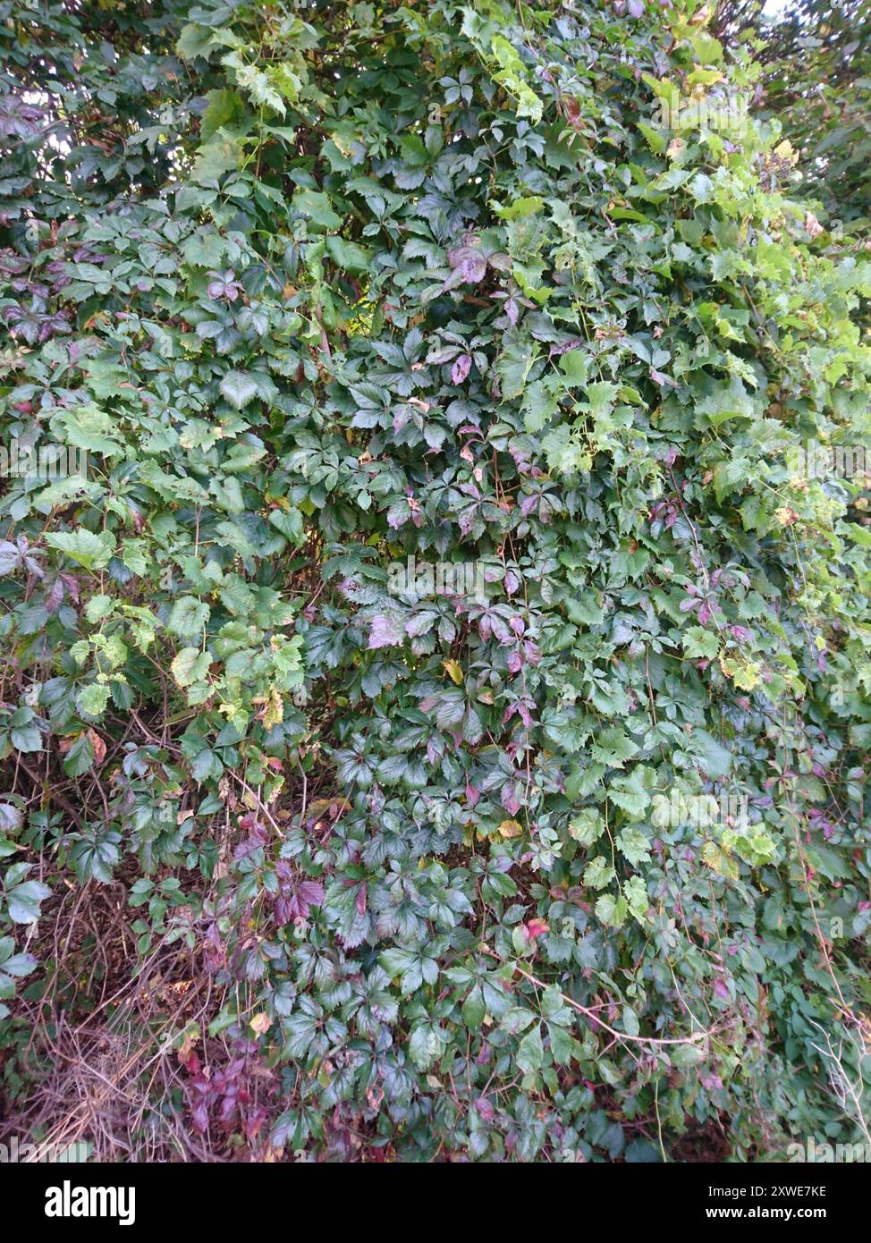 virginia creepers (Parthenocissus) Plantae Stock Photo - Alamy