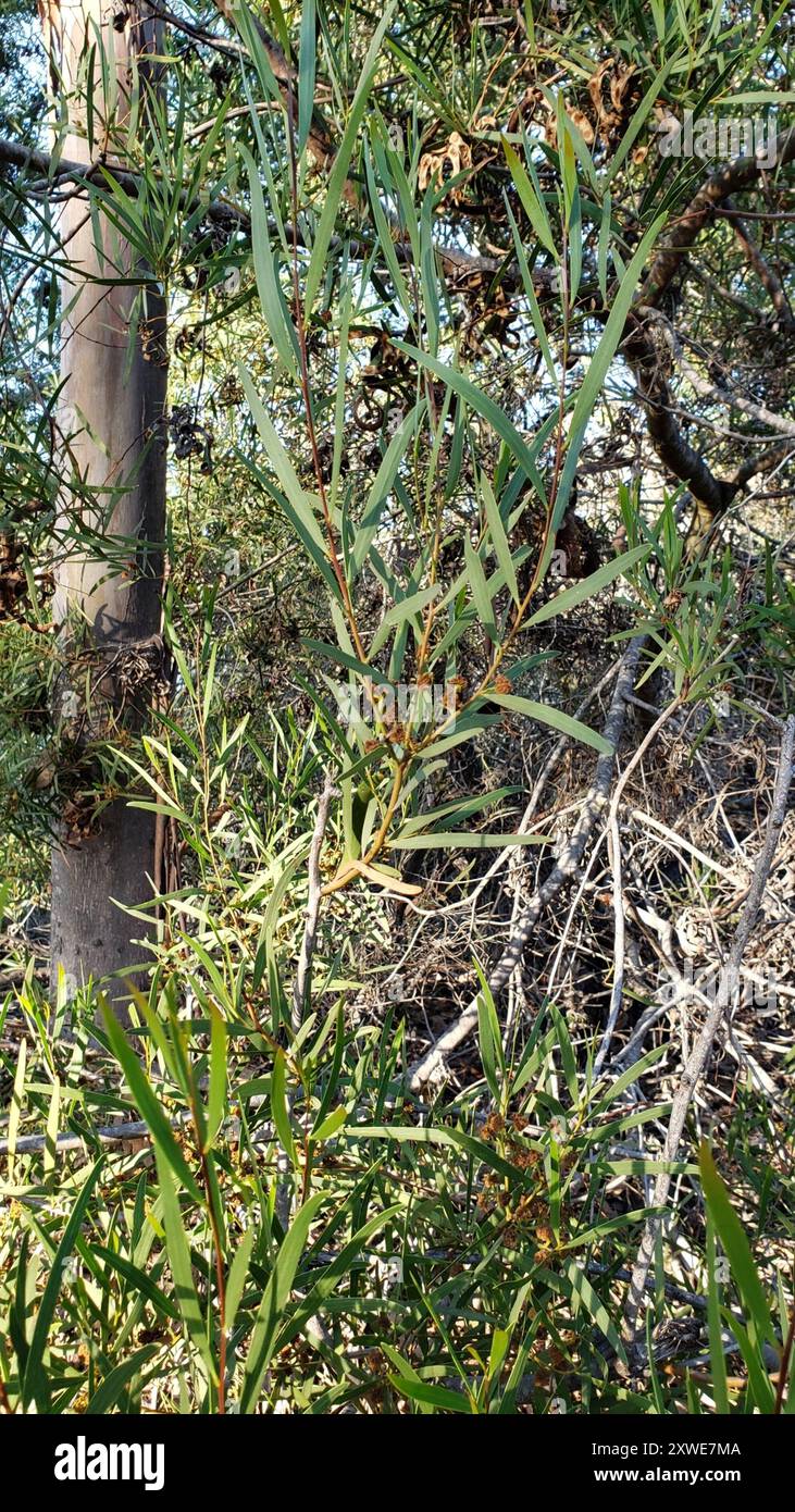 western coastal wattle (Acacia cyclops) Plantae Stock Photo - Alamy