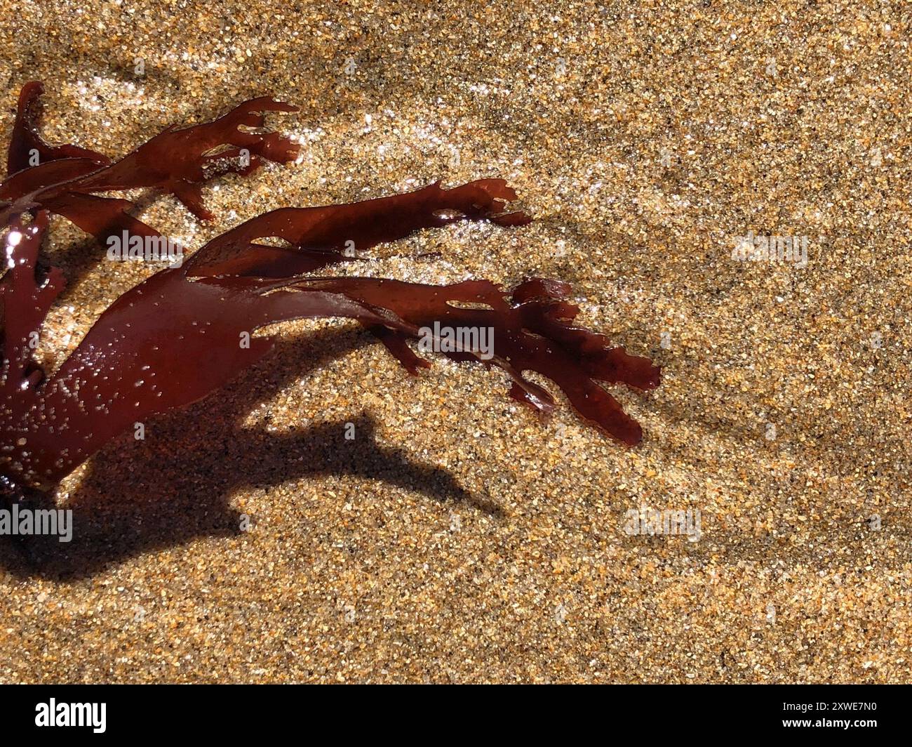 (Callophyllis violacea) Plantae Stock Photo - Alamy
