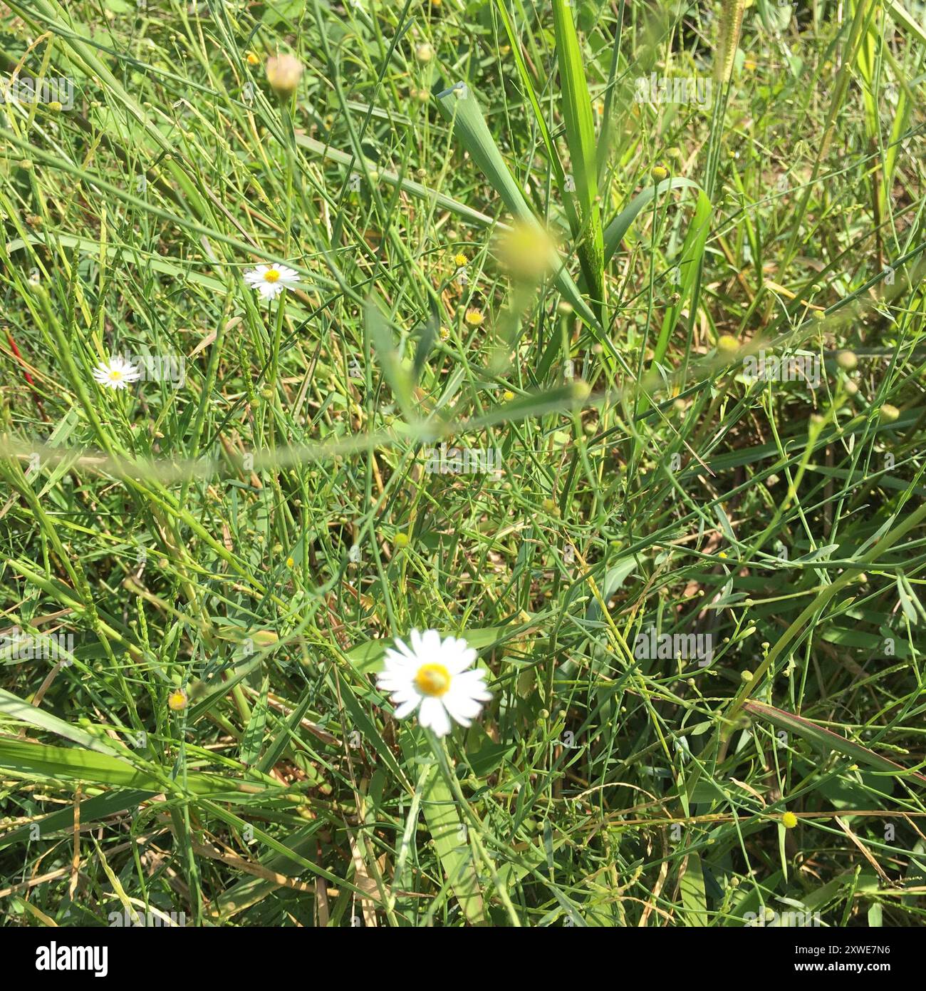 Smallhead Doll's Daisy (Boltonia diffusa) Plantae Stock Photo - Alamy