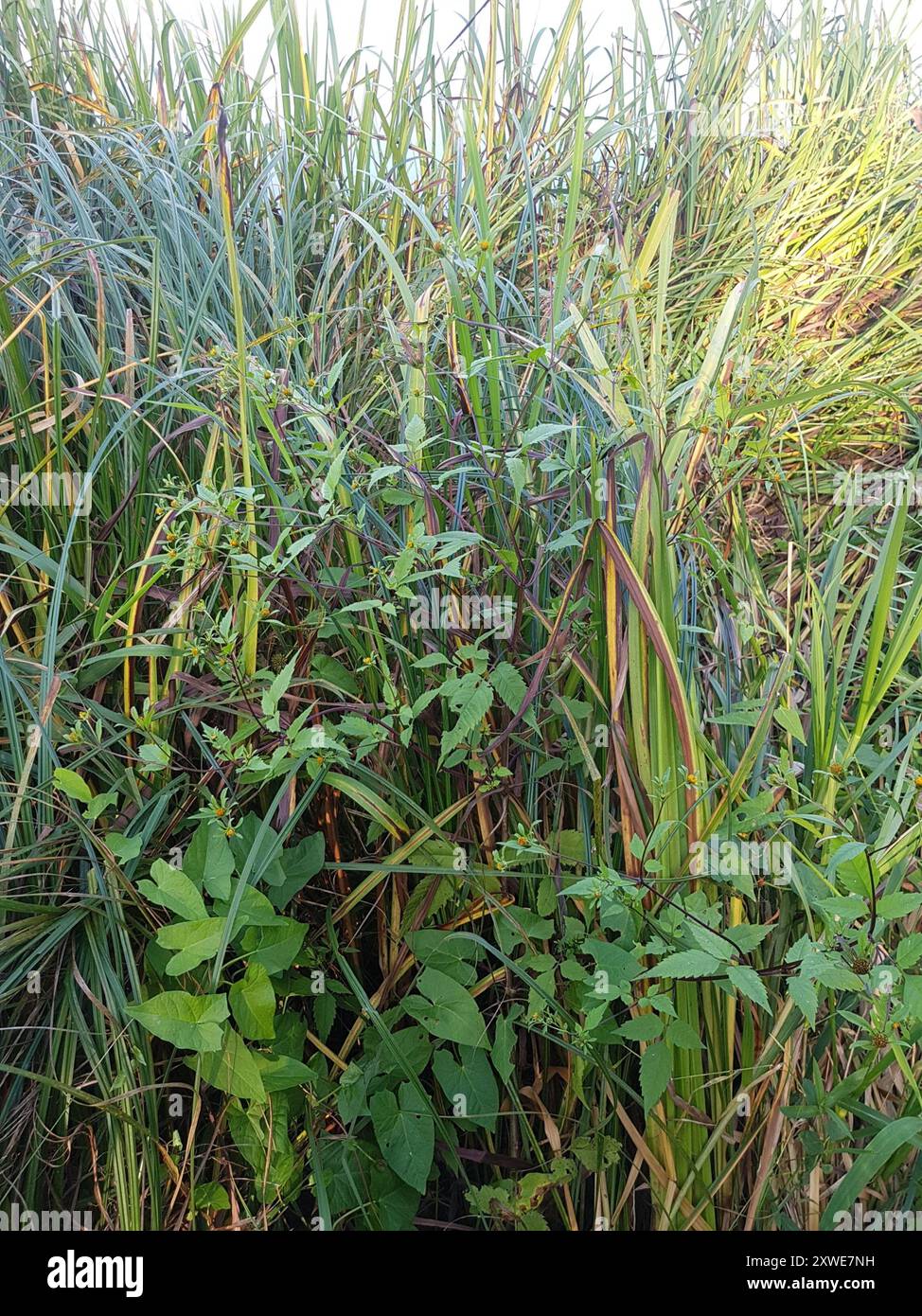 Devil's Beggarticks (Bidens frondosa) Plantae Stock Photo - Alamy