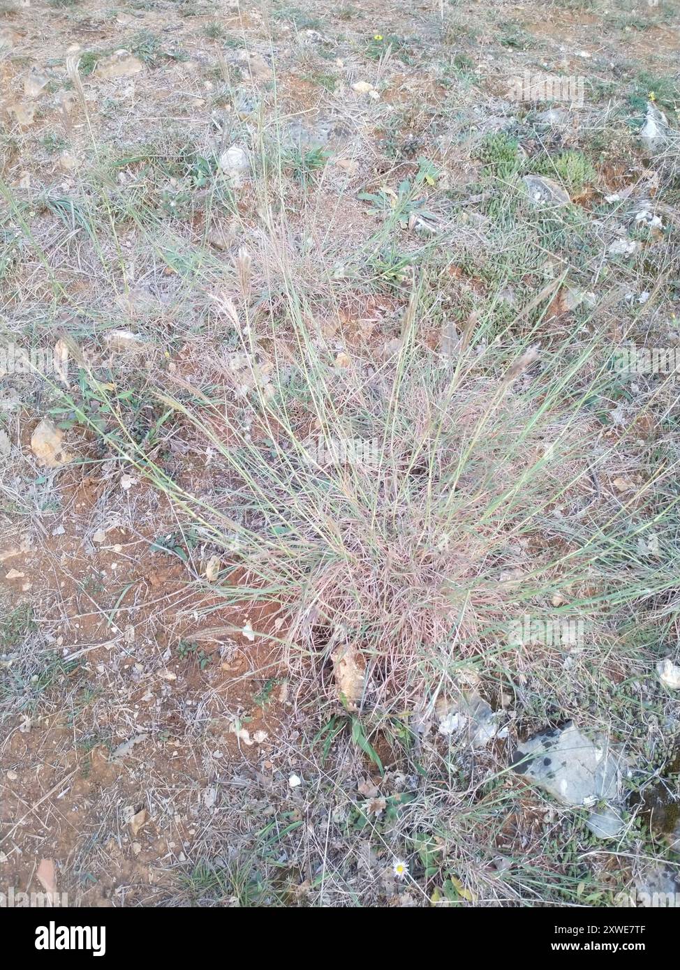 King Ranch bluestem (Bothriochloa ischaemum) Plantae Stock Photo - Alamy