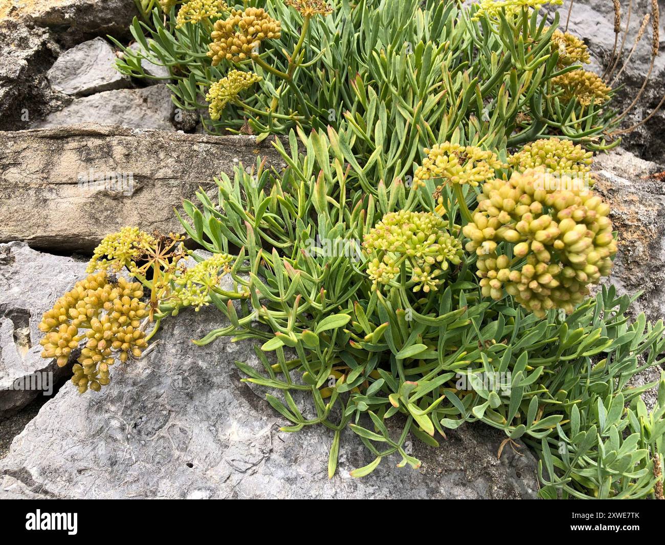 rock samphire (Crithmum maritimum) Plantae Stock Photo - Alamy